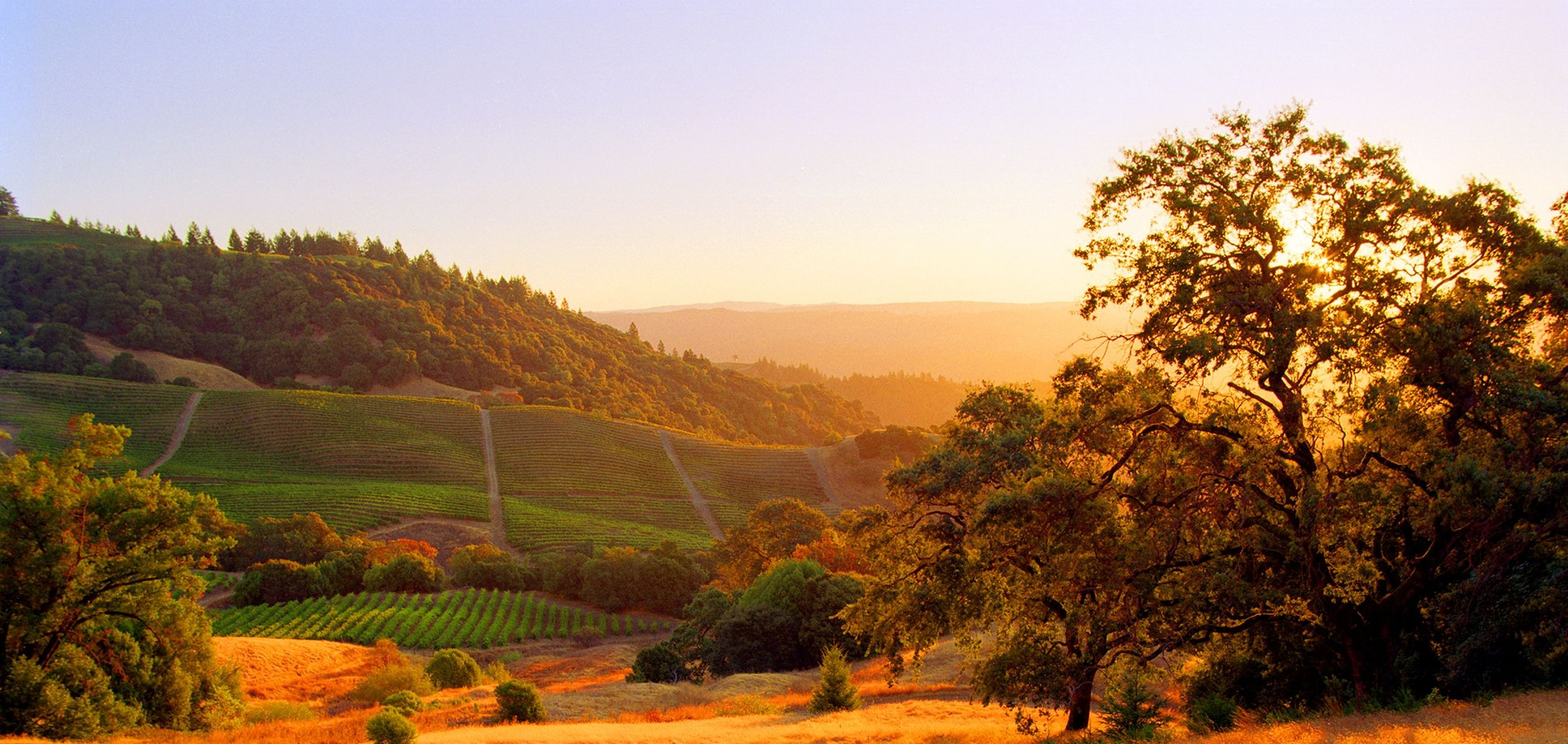 Sonoma County | Wine Origins