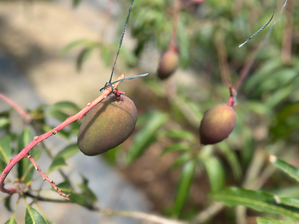 OKINAWAMANGOFARM清なる樹 | 沖縄マンゴー