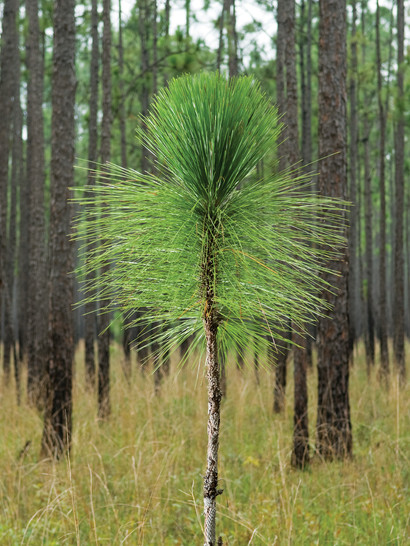 Home | Penderlea Farms