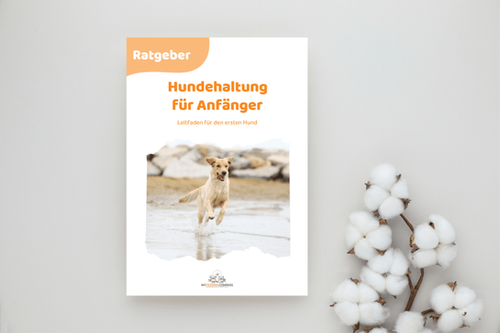 Ratgeber Hundehaltung für Anfänger - Leitfaden für den ersten Hund ...