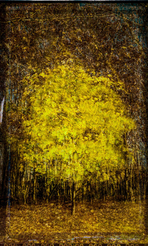 Fall Maple Circumscribed by Mark Kirsch |Chautauqua Art Gallery
