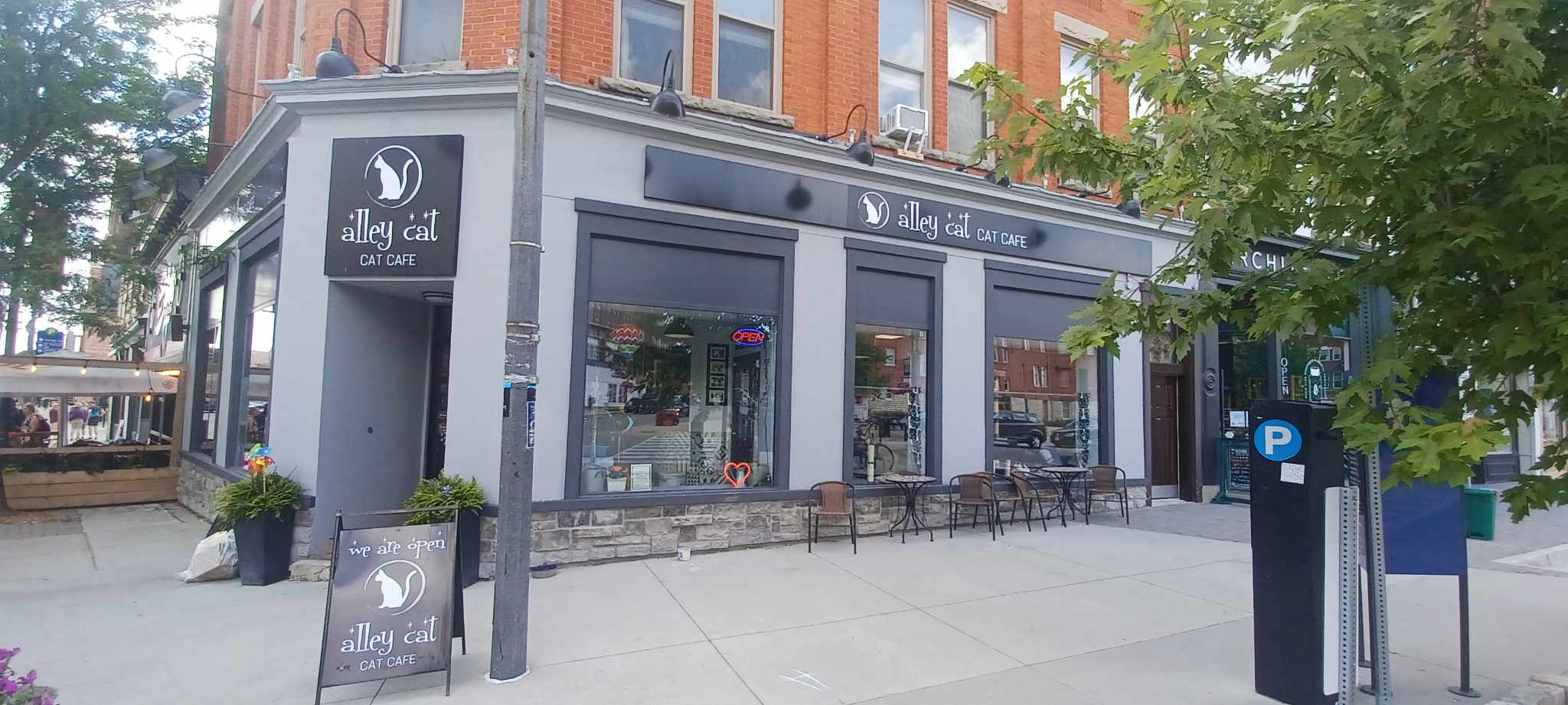 🐱 Alley Cat - Stratford's 1st & Only Cat Cafe🐱