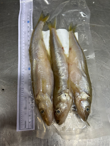 xxl Large Smelt | Wrigglers Baits
