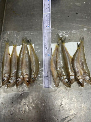 standard Smelt 5s | Wrigglers Baits