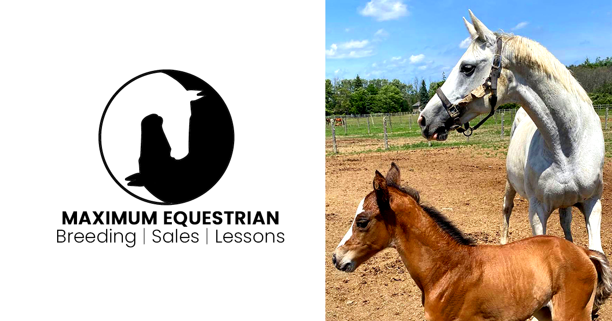 Breeding Sales Lessons | Maximum Equestrian | Ontario