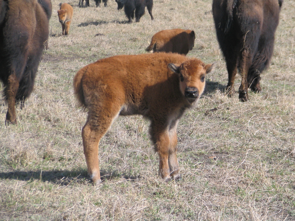 Bison Breeding Stock | Manitoba | Borderland Agriculture