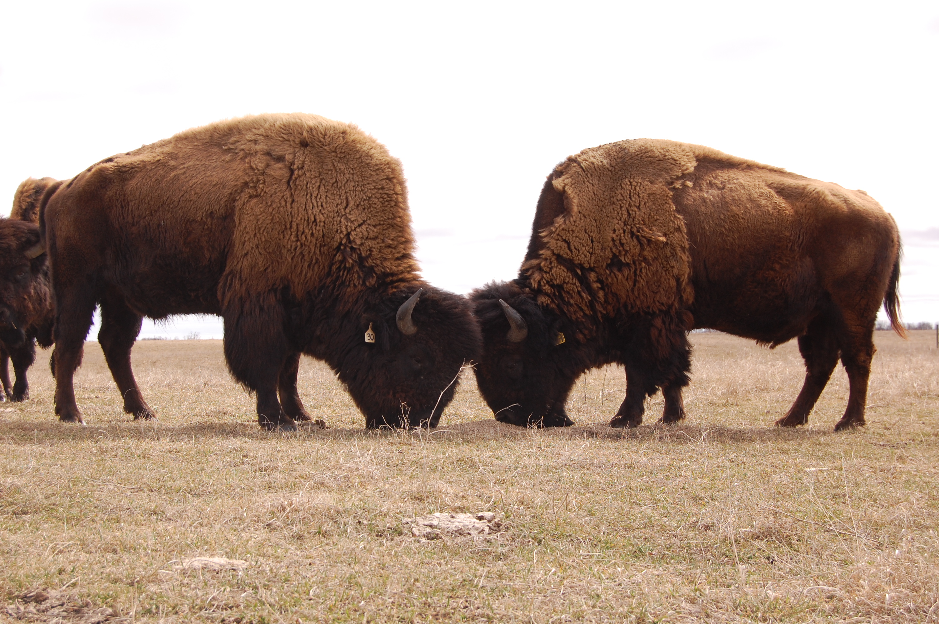 Bison Breeding Stock | Manitoba | Borderland Agriculture