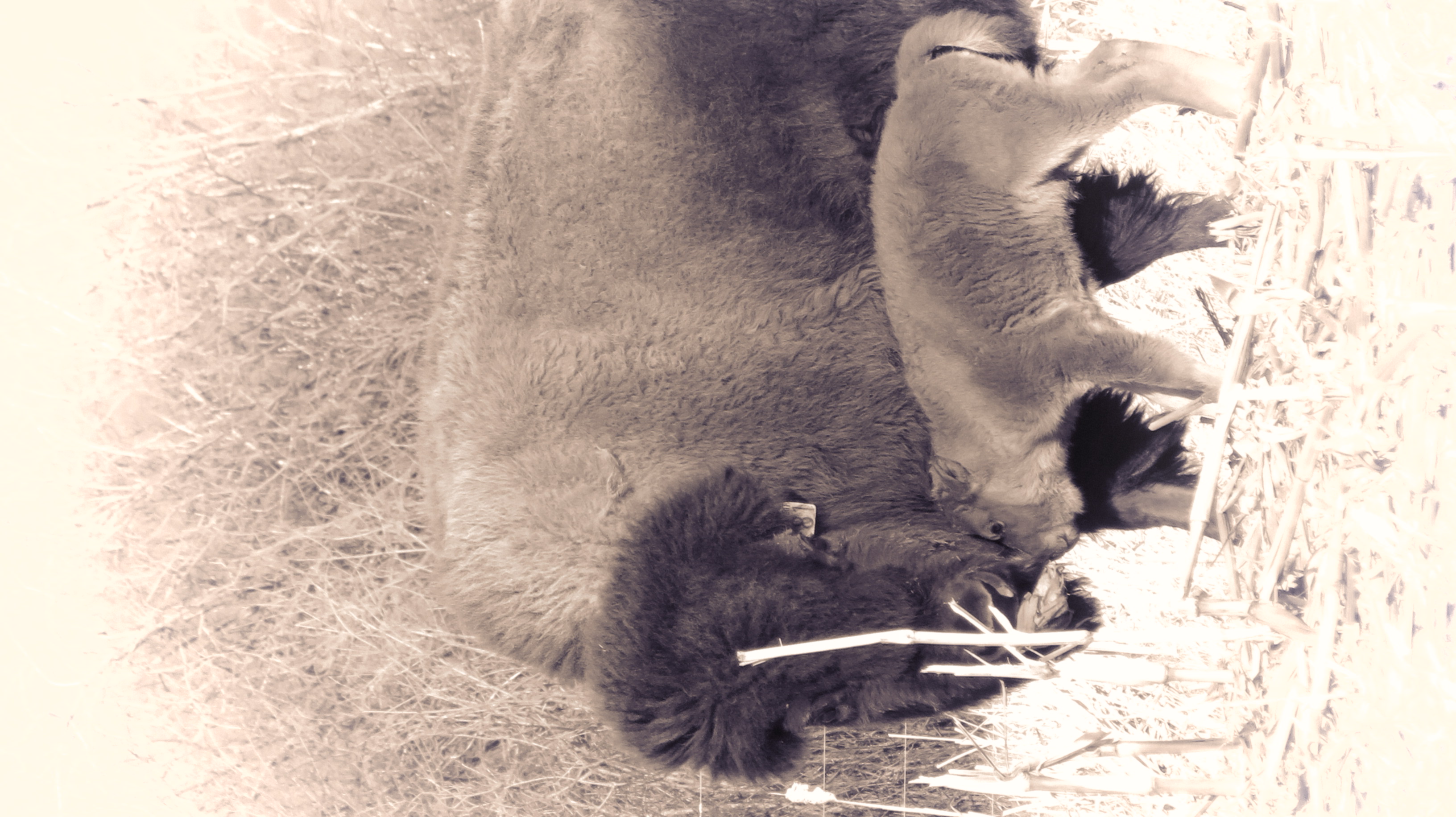 Bison Breeding Stock | Manitoba | Borderland Agriculture