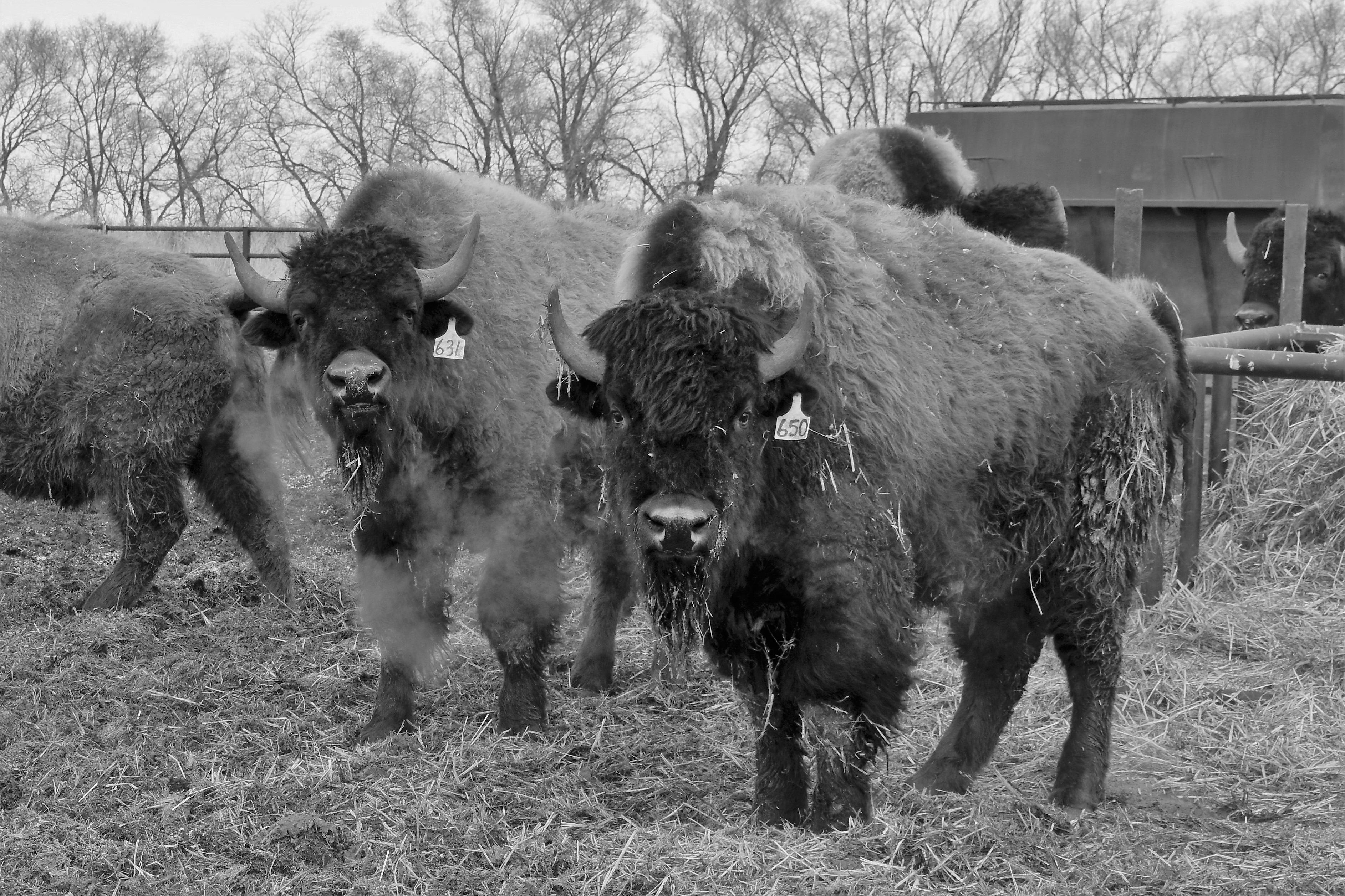 Bison Breeding Stock | Manitoba | Borderland Agriculture