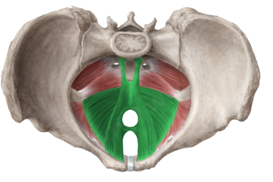 Pánevní dno, jak ho možná neznáte!