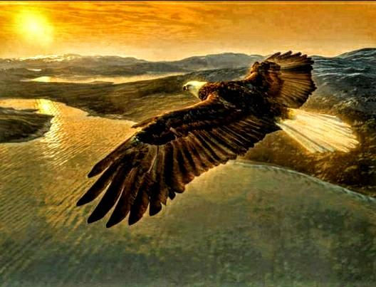 From Mourning Dove to Eagle Christian Part 3