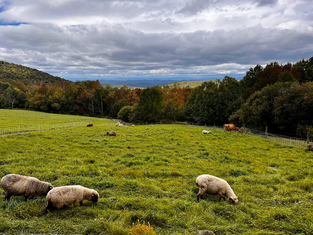 Sustainable Heritage: The Romney Sheep of Merck Forest