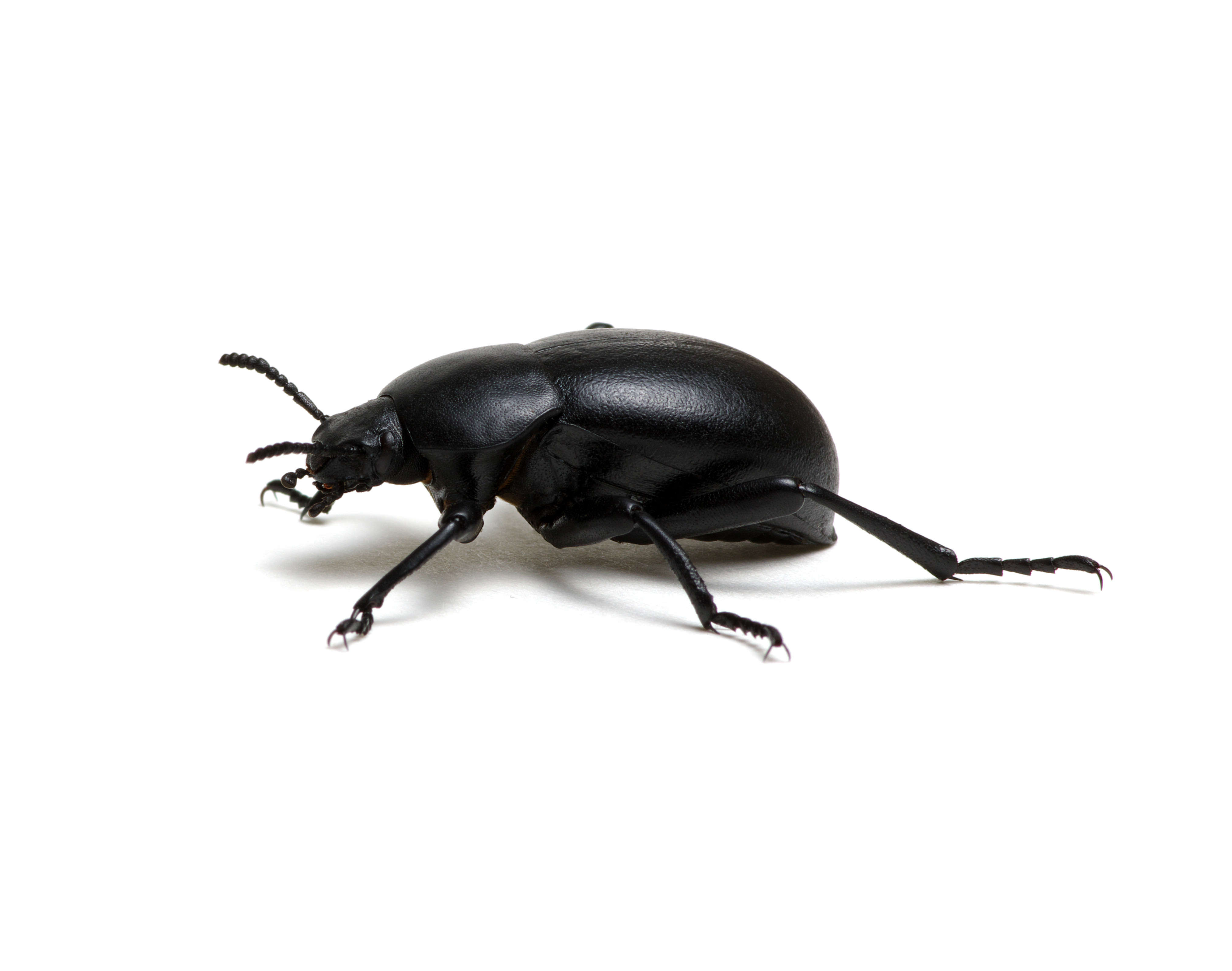 pestop-pest-control-Beetles