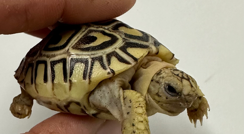 BABY LEOPARD TORTOISES CB2025 | THE TORTOISE HUT