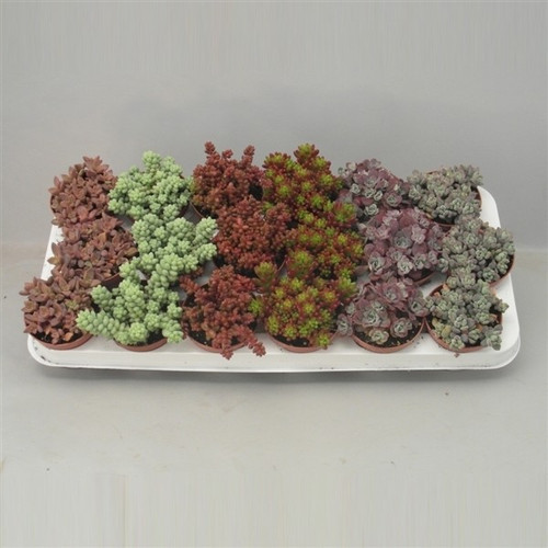 SEDUM | THE TORTOISE HUT