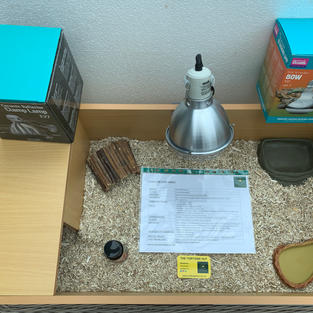 Specialist Tortoise Shop | The Tortoise Hut | Devon | UK Delivery