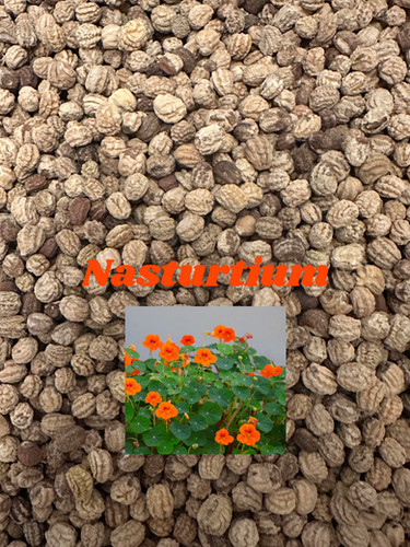 NASTURTIUM SEEDS 10g | THE TORTOISE HUT