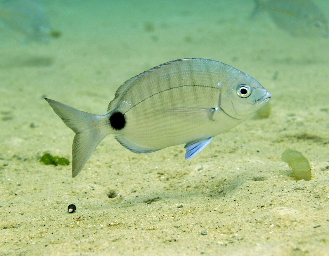 Diplodus capensis