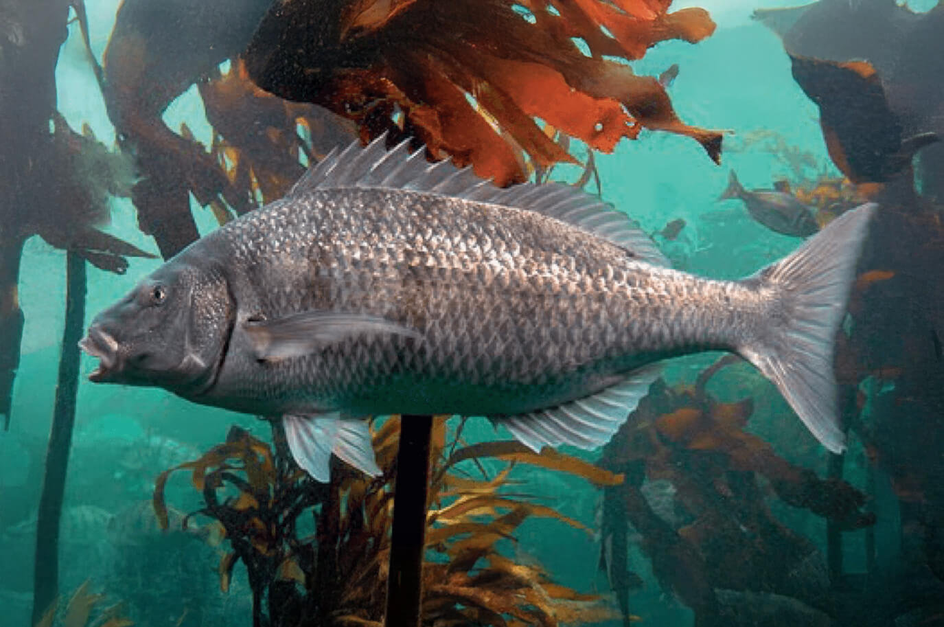 Lithognathus lithognathus