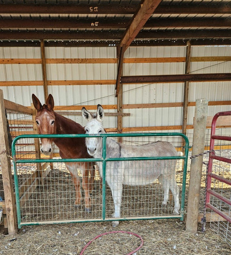 Stalls for Camping with Horses, Mules, or Donkeys | Mayfield Mules