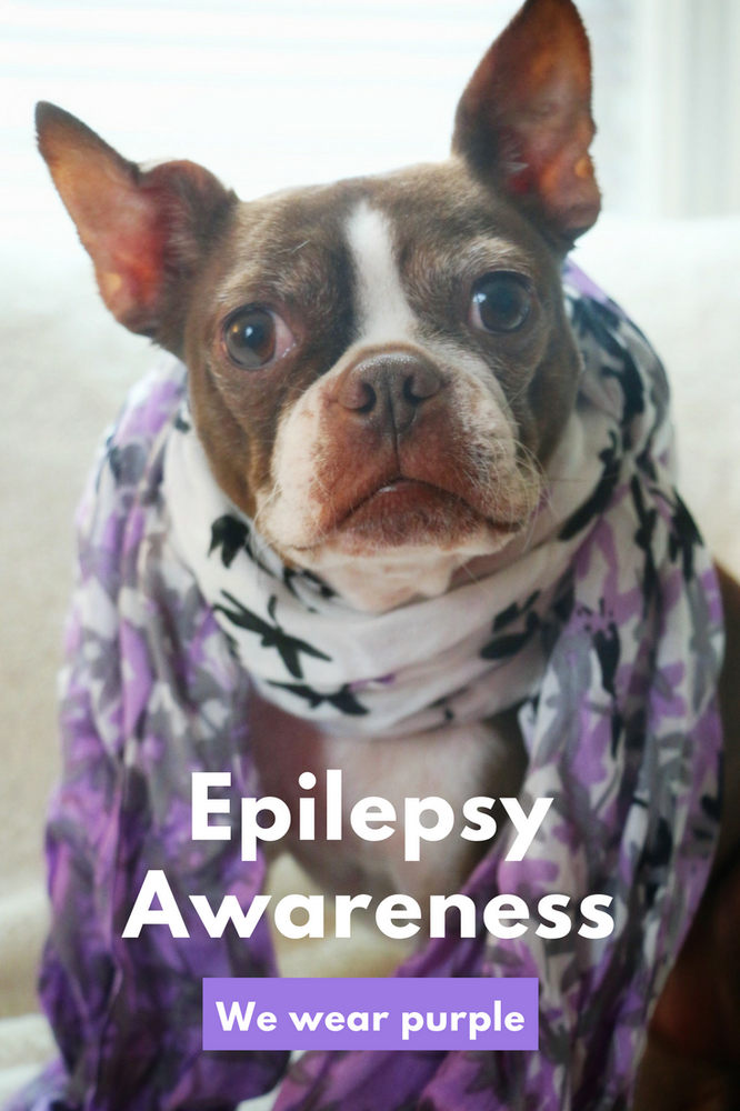 What to Know about Epilepsy in Dogs
