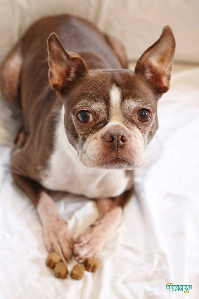 Five Essential Tomlyn Products to Improve Dog Health