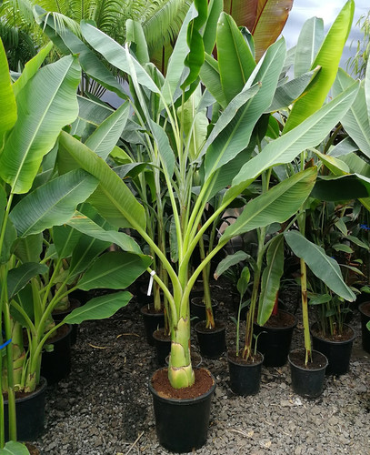 MUSELLA LASIOCARPA. Golden Lotus Banana. | thepalmtreecompany