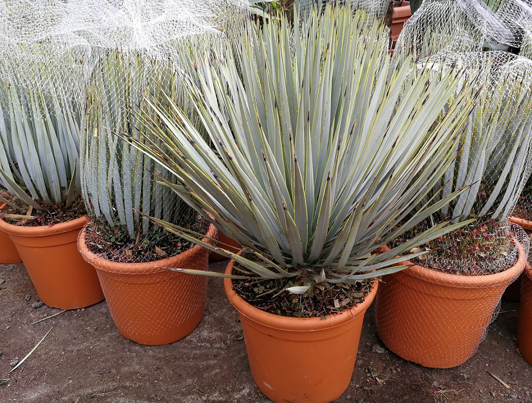 YUCCA ROSTRATA x YUCCA RIGIDA HYBRID. | thepalmtreecompany