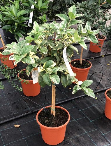 MINIATURE CITRUS TREES. Variegated Lemon, Orange, Grapefruit ...