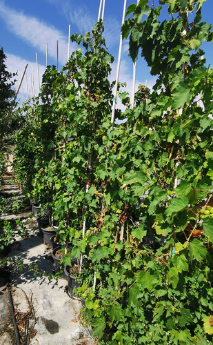GRAPE VINES. Variety 'Dona Maria'. | thepalmtreecompany