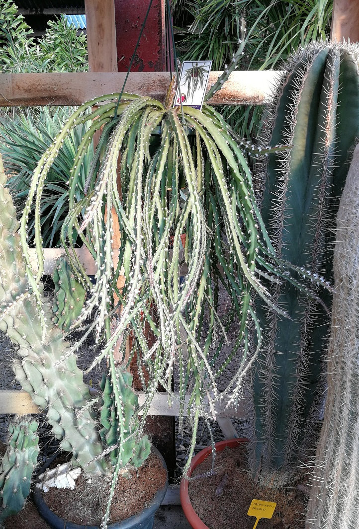 LEPISMUM CRUCIFORME. Hanging Cactus. | thepalmtreecompany