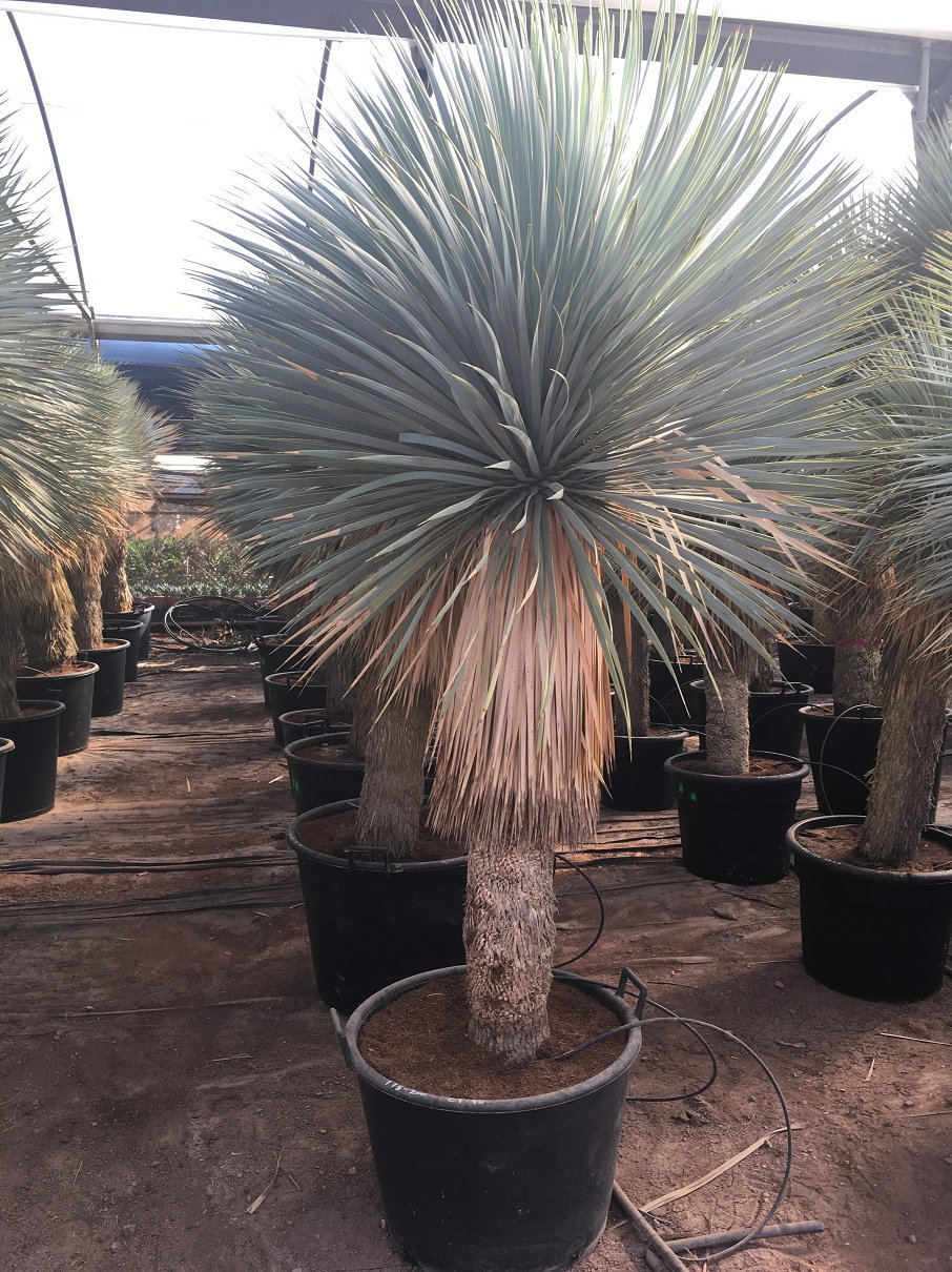 Yucca Rostrata 'Blue Swan'. Skirted! FREE UK Delivery! | thepalmtreecompany