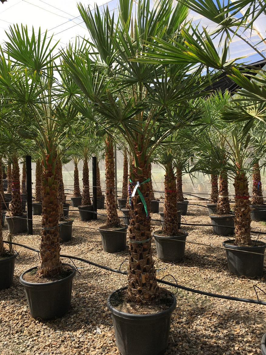 COPERNICIA ALBA PALM. Caranday Palm | thepalmtreecompany