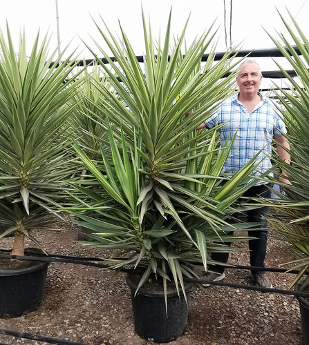 YUCCA JEWEL | thepalmtreecompany