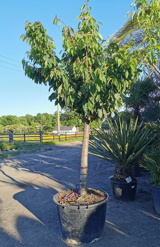 CHERRY TREE. Variety 'Lapins' | thepalmtreecompany