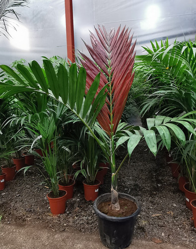 CHAMBEYRONIA MACROCARPA. Flame Thrower Palm. | thepalmtreecompany