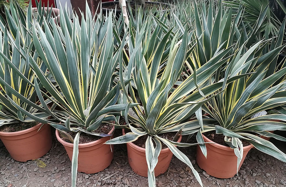 Yuccas for Sale. The Palm Tree Company.