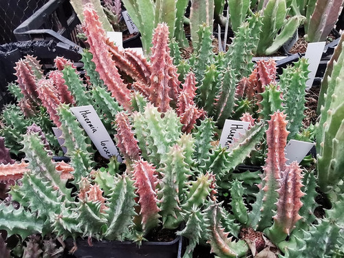 ORBEA VARIEGATA. Stapelia Variegata. | thepalmtreecompany