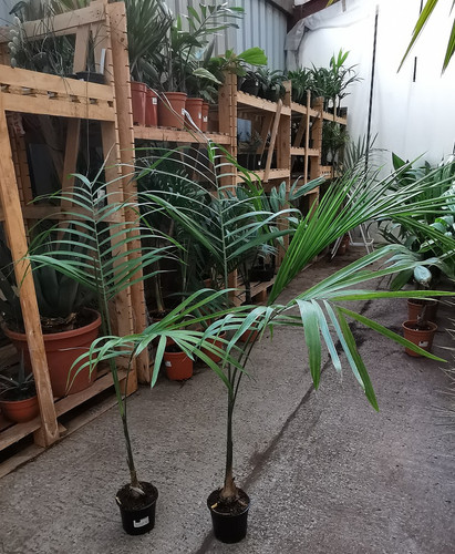 GAUSSIA MAYA. | thepalmtreecompany