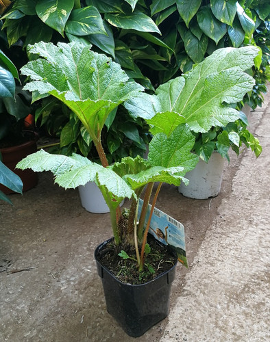 GUNNERA MANICATA | thepalmtreecompany