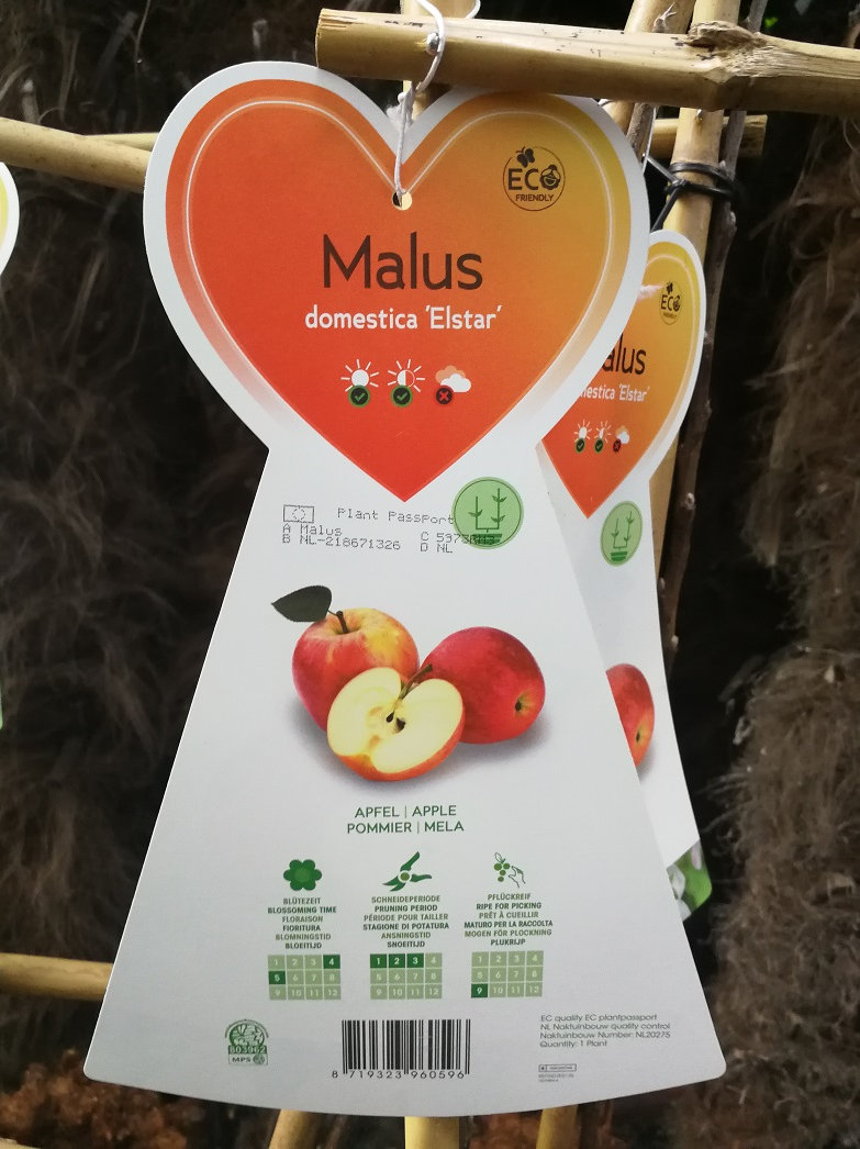 FRUIT TREES. U SHAPED CORDON TRAINED. Apple and Pear. | thepalmtreecompany