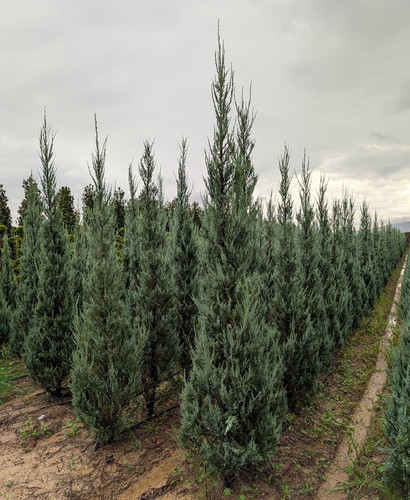 JUNIPERUS VIRGINIANA SCOPULORUM 'Blue Arrow'. | thepalmtreecompany