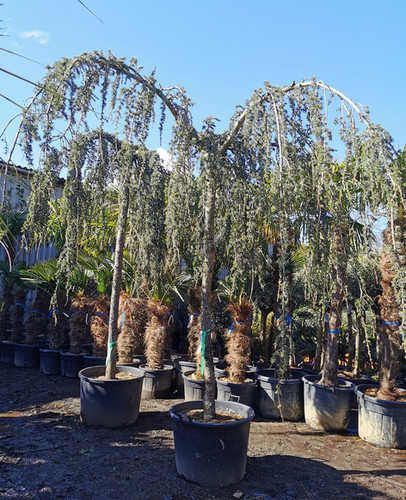 CEDRUS ATLANTICA GLAUCA PENDULA. Weeping Blue Atlas Cedar ...