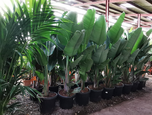 Strelitzia Augusta. Free UK Delivery!