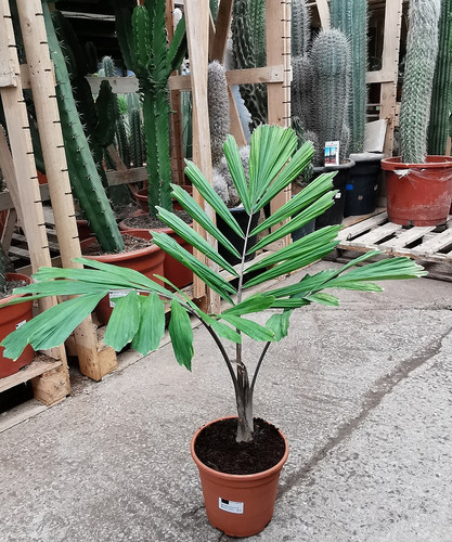 ARENGA AUSTRALASICA. Australian Arenga Palm. | thepalmtreecompany