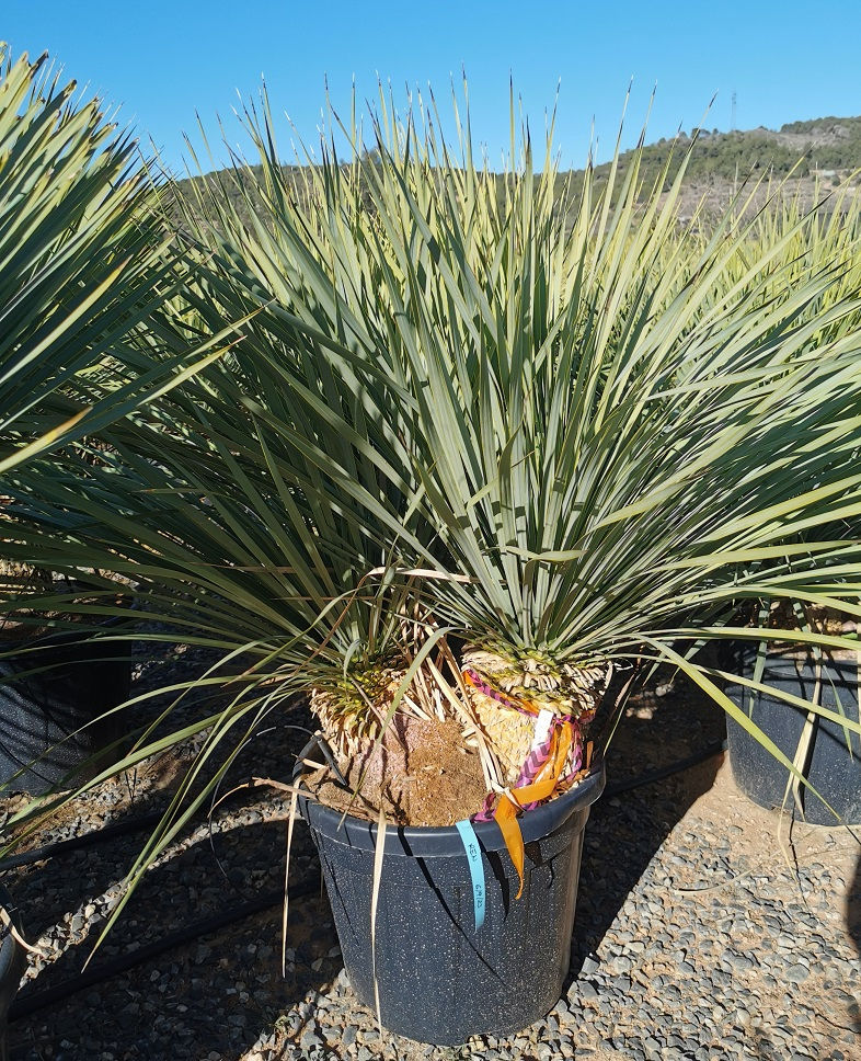 Yuccas for Sale. The Palm Tree Company.