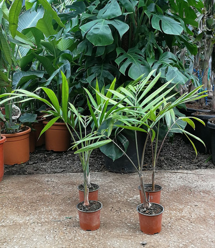 DYPSIS PEMBANA. Pemba Palm | thepalmtreecompany