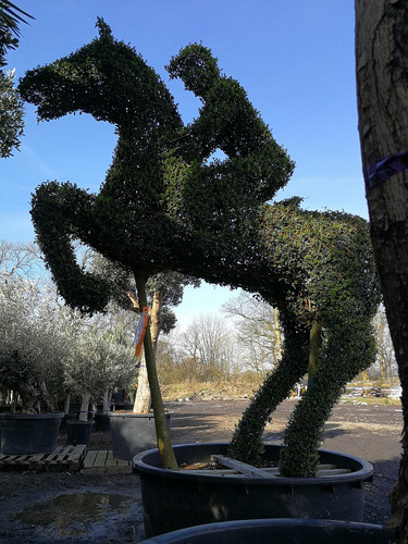 LARGE SPECIALIST TOPIARY TREES. | thepalmtreecompany