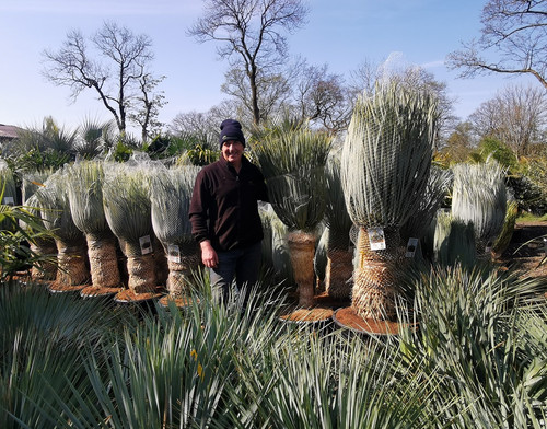 Yucca Rostrata. Blue Swan. Free UK Delivery! | thepalmtreecompany