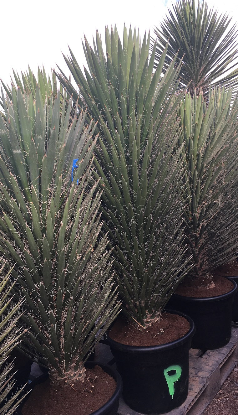 YUCCA FILIFERA 'AUSTRALIS'. Free UK Delivery! | thepalmtreecompany